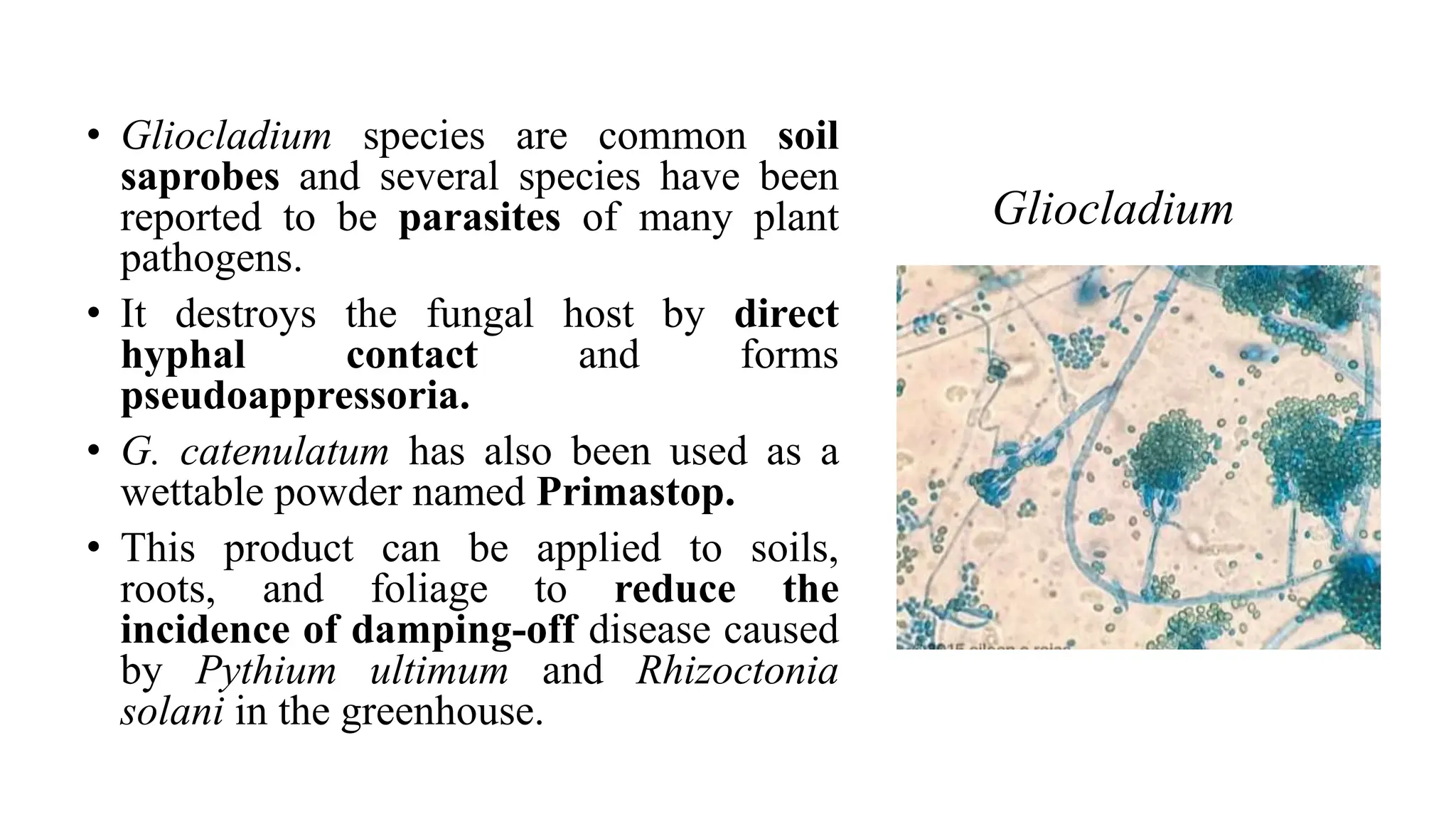Control of fungal plant pathogens by using mycofungicides | PPTX