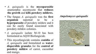 Control Of Fungal Plant Pathogens By Using Mycofungicides Pptx