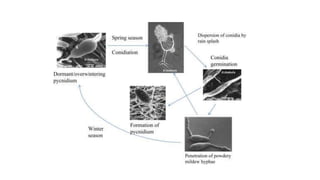 Control of fungal plant pathogens by using mycofungicides | PPT