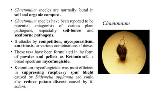 Control of fungal plant pathogens by using mycofungicides | PPTX