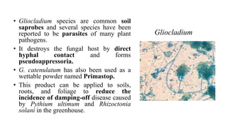 Control of fungal plant pathogens by using mycofungicides | PPTX