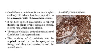 Control of fungal plant pathogens by using mycofungicides | PPTX