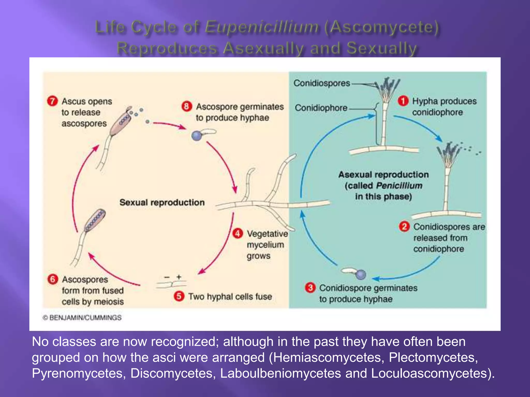 Mycology | PPTX