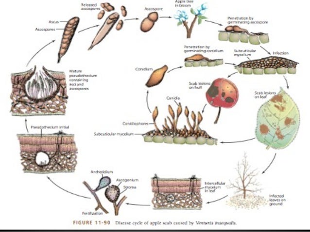 Mycology