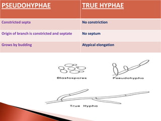 True Hyphae