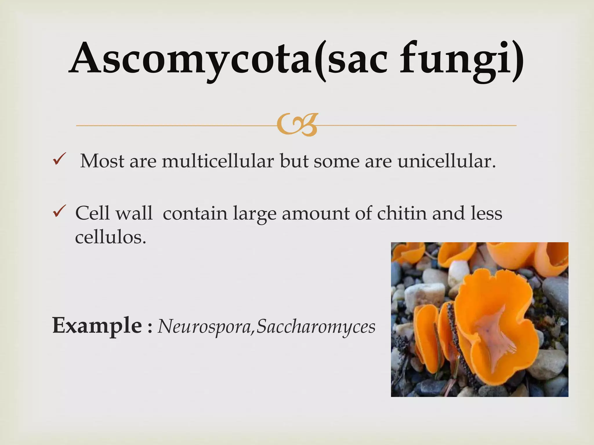Mycology powerpoint presentation | PPTX