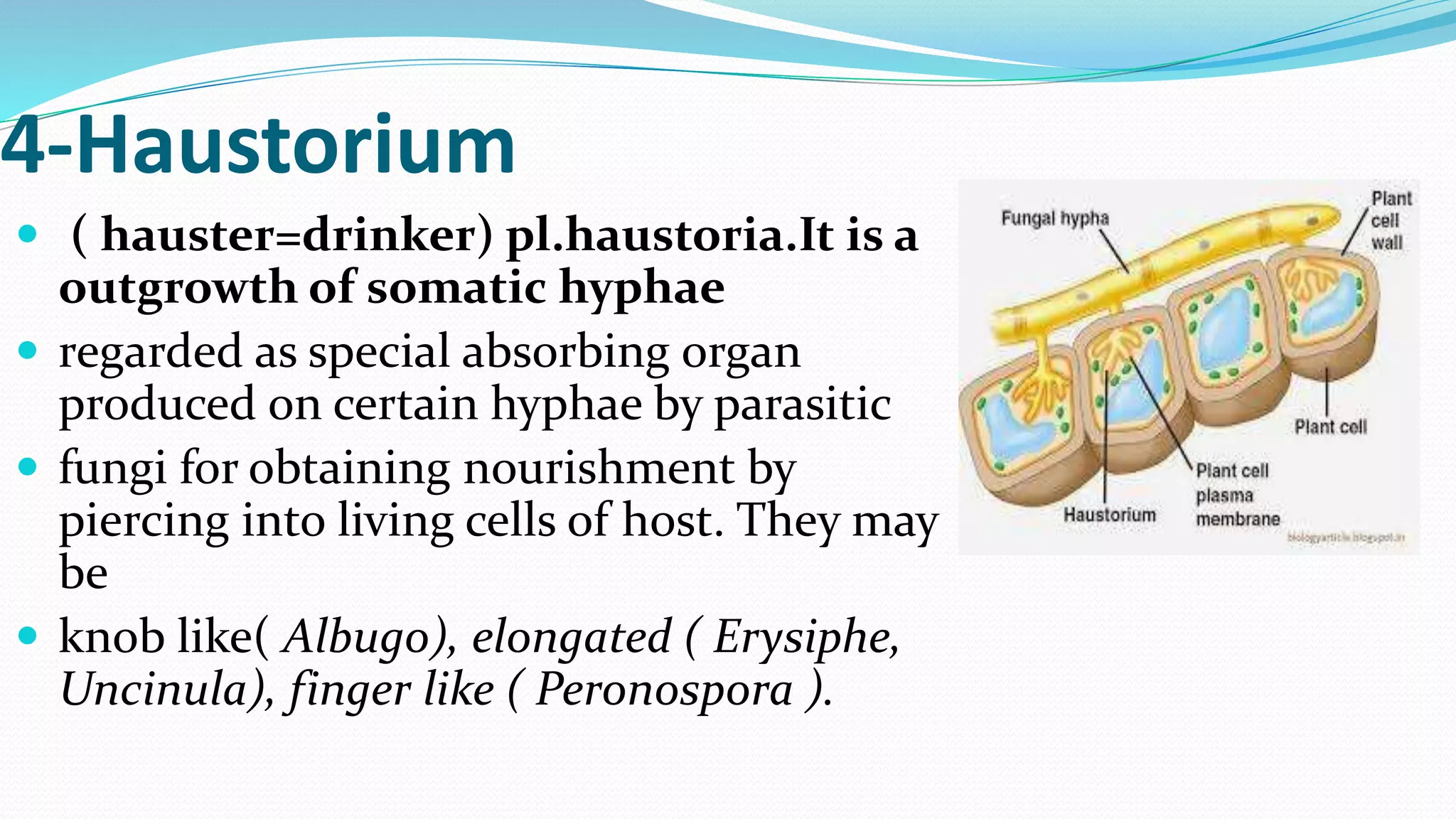 mycology plant pathology | PPTX