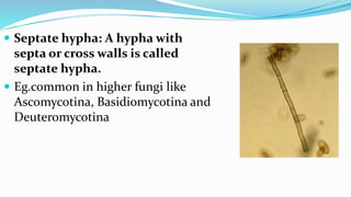 mycology plant pathology | PPTX