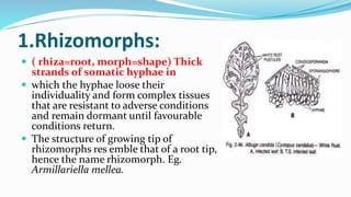 mycology plant pathology | PPTX