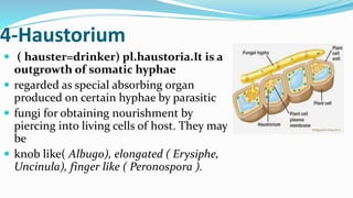 mycology plant pathology | PPTX