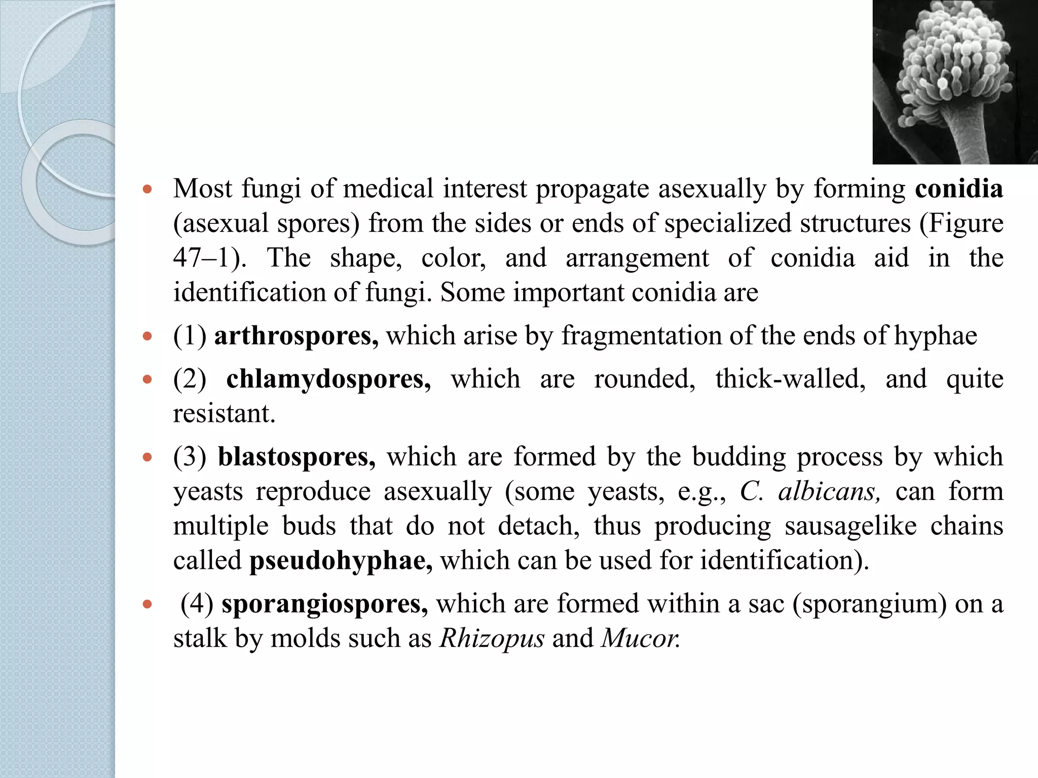Fungi/Yeast/Molds | PPTX