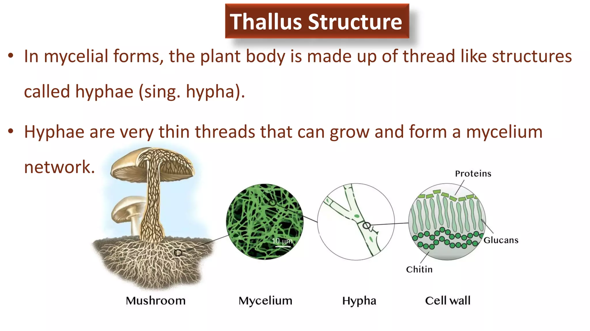 Mycology (Fungi Introduction) | PPTX
