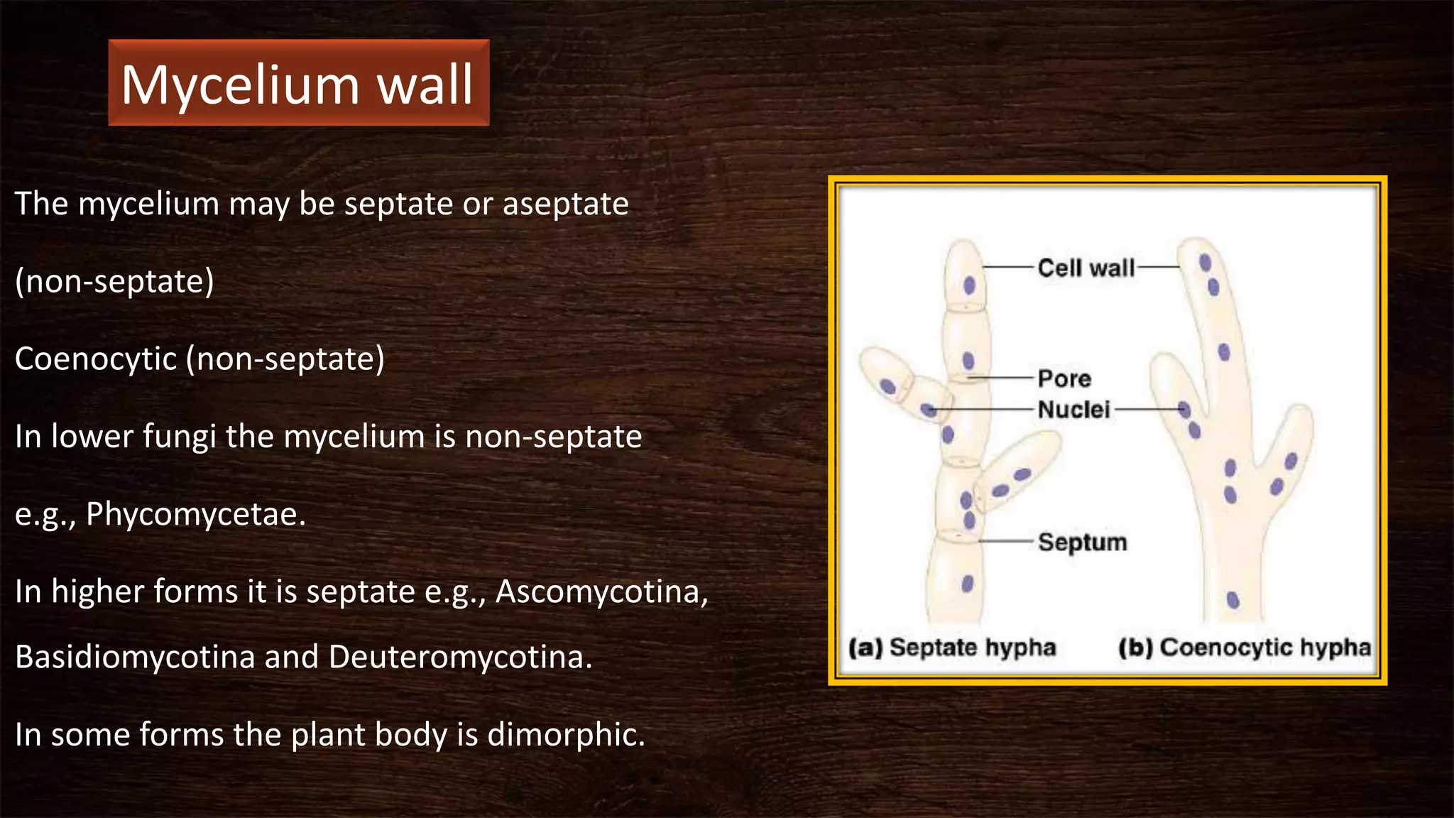 Mycology (Fungi Introduction) | PPTX