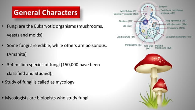 Mycology (Fungi Introduction) | PPT