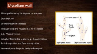 Mycology (Fungi Introduction) | PPTX