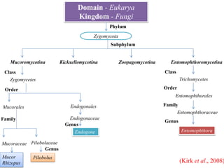 Systemic classification of zygomycota and blastocladomycota | PPTX
