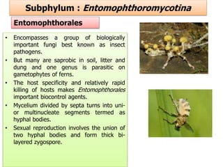 Systemic classification of zygomycota and blastocladomycota | PPTX