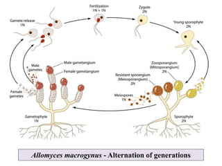 Systemic classification of zygomycota and blastocladomycota | PPTX ...