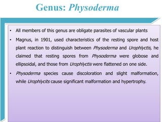Systemic classification of zygomycota and blastocladomycota | PPTX ...