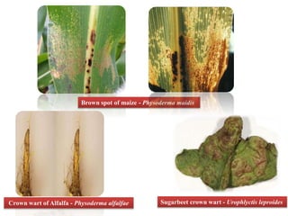 Systemic classification of zygomycota and blastocladomycota | PPTX