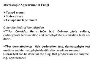 Mycology.pptx