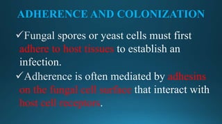 PATHOGENESIS OF FUNGI...PRIMARY & OPPRUNISTIC FUNGAL PATHOGENS | PPTX