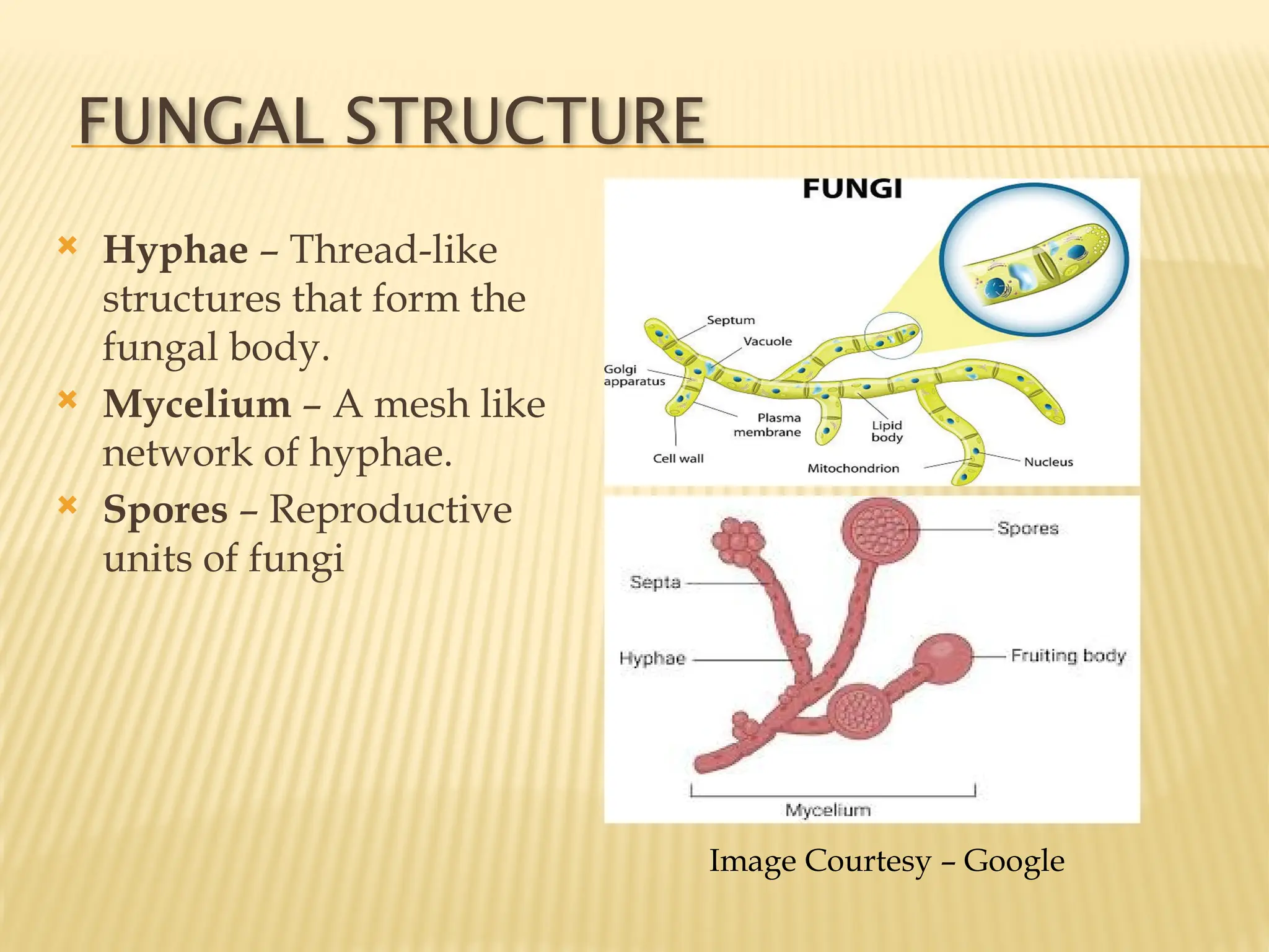 MYCOLOGY : Understanding Fungi and Their Importance | PPTX