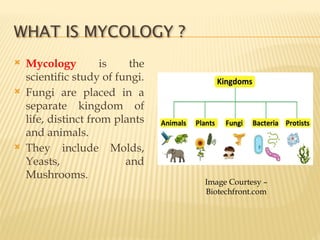 MYCOLOGY : Understanding Fungi and Their Importance | PPTX