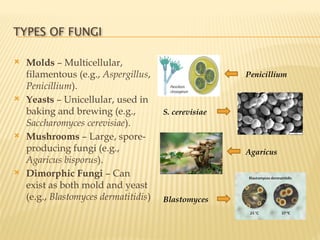 MYCOLOGY : Understanding Fungi and Their Importance | PPTX