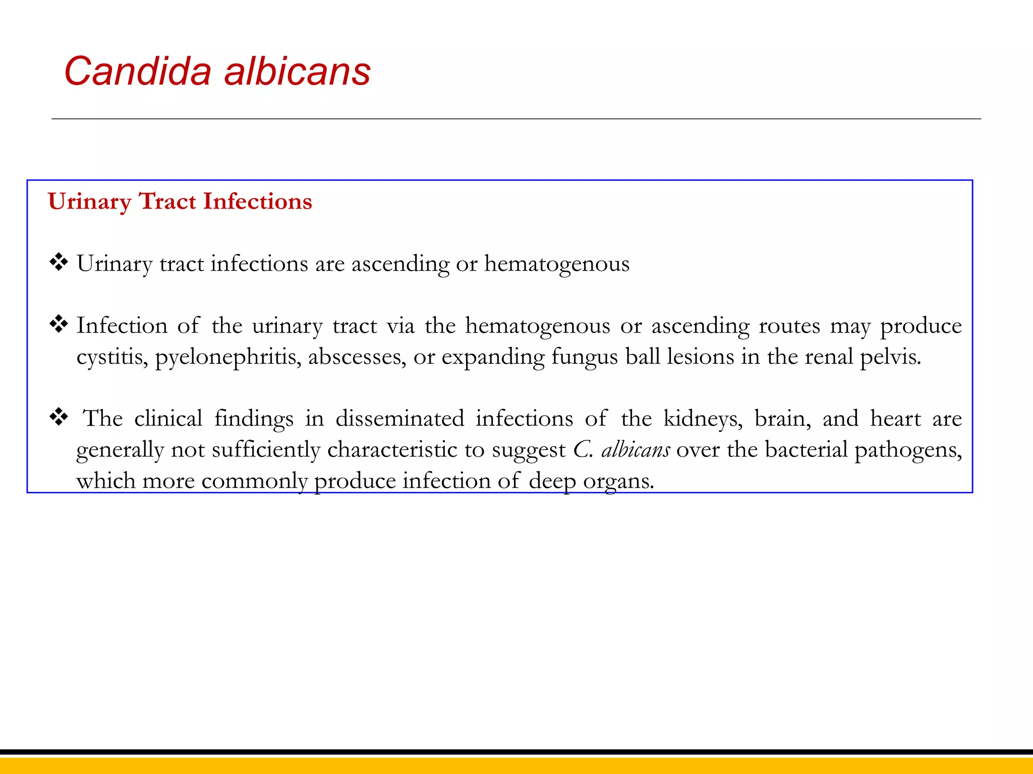 Candida albicans | PPTX
