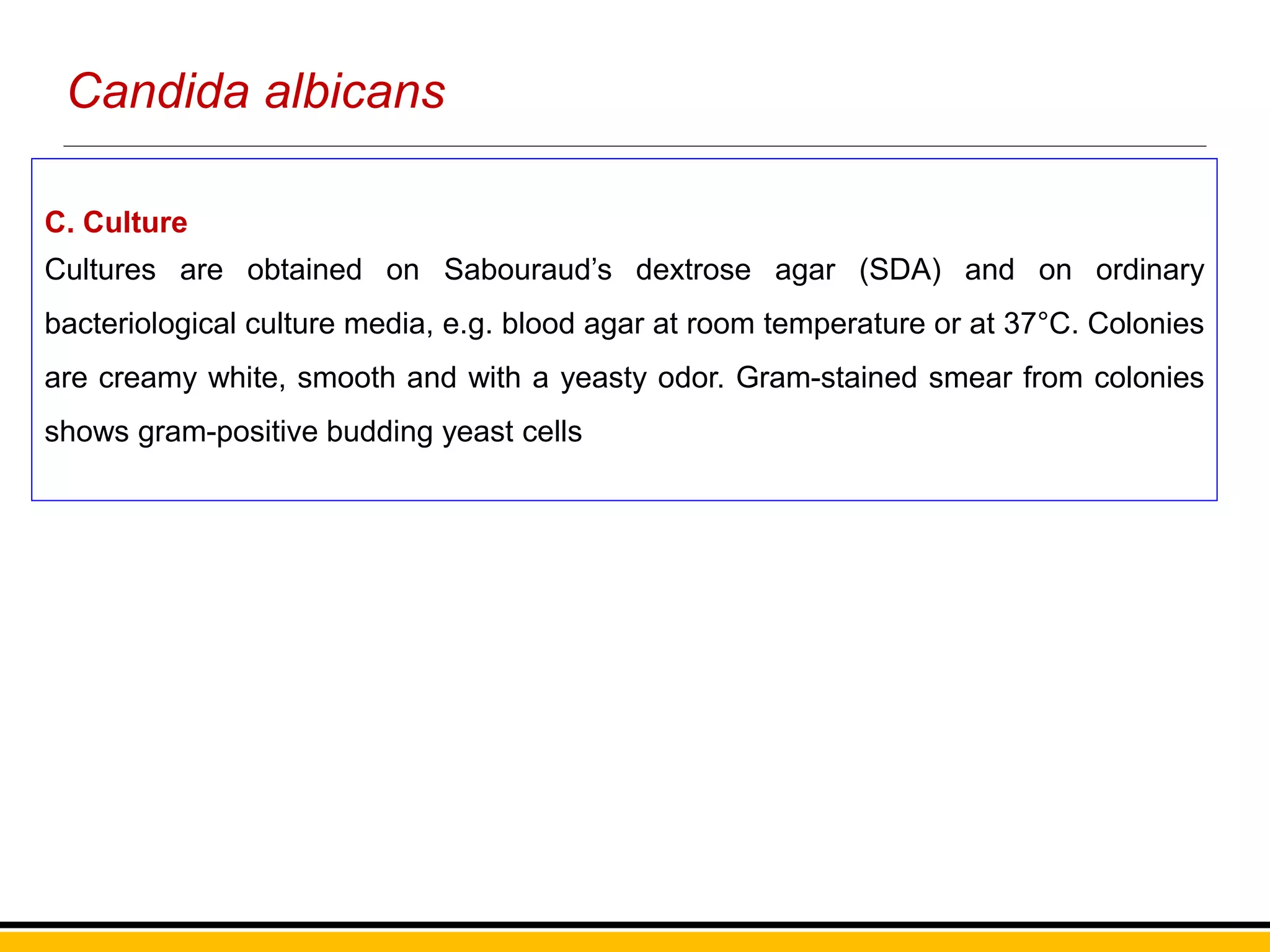 Candida albicans | PPTX