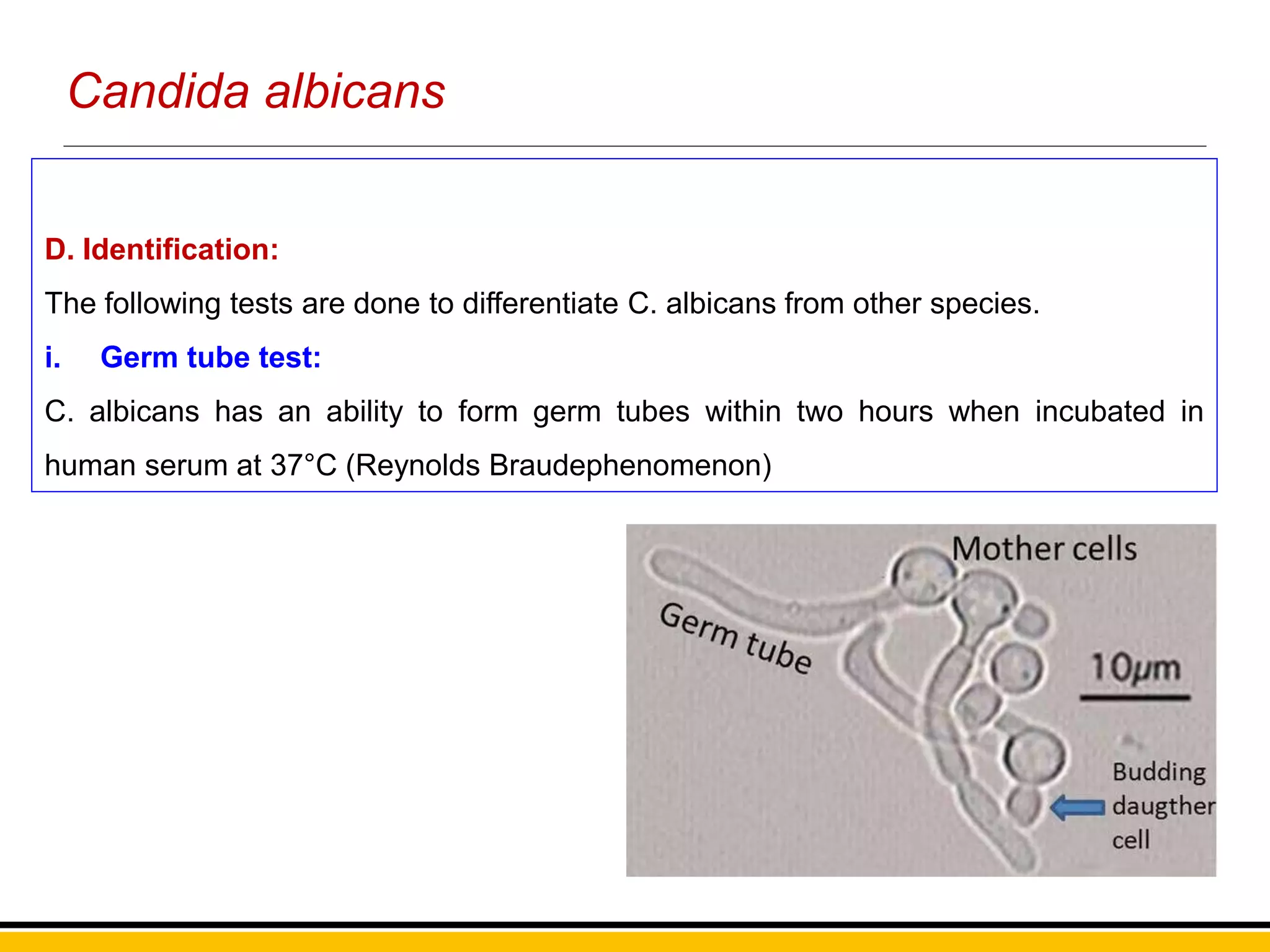 Candida albicans | PPTX