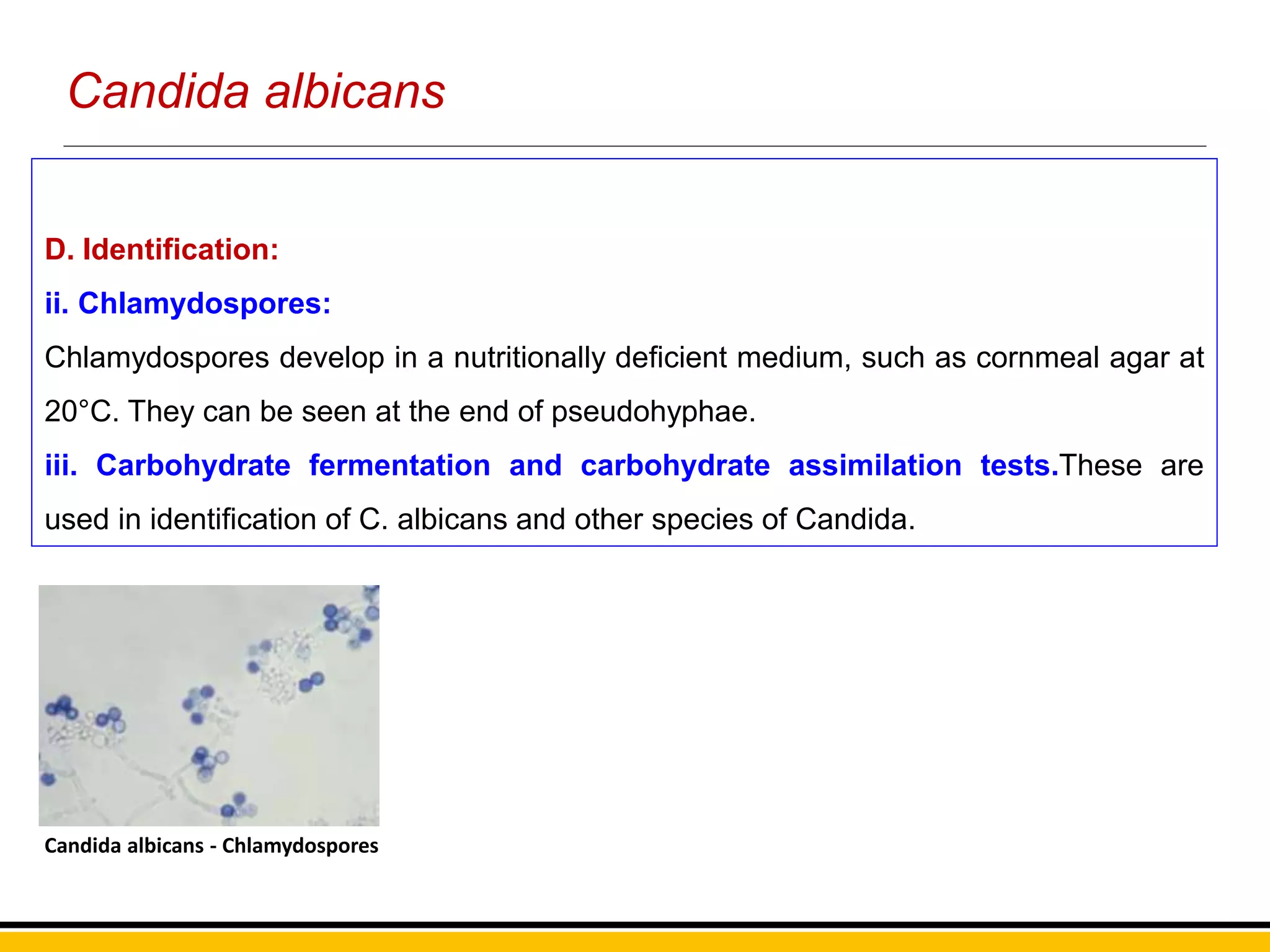 Candida albicans | PPTX