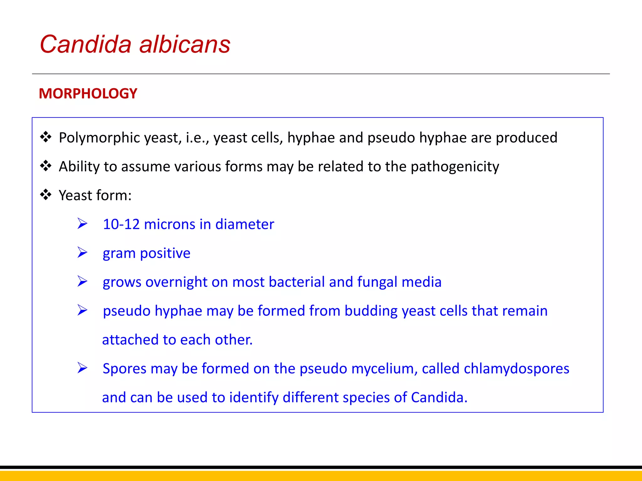 Candida albicans | PPTX
