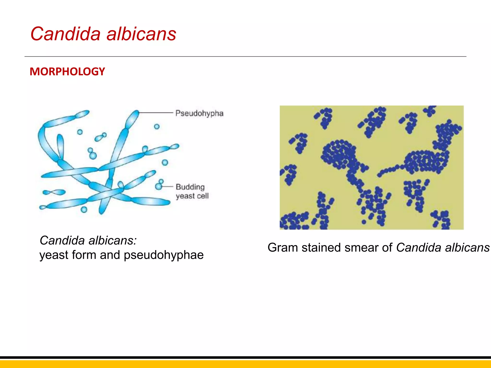 Candida albicans | PPTX