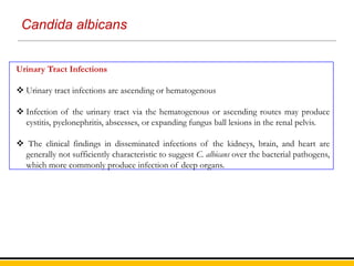 Candida albicans | PPTX