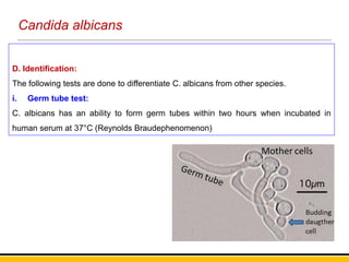 Candida albicans | PPTX