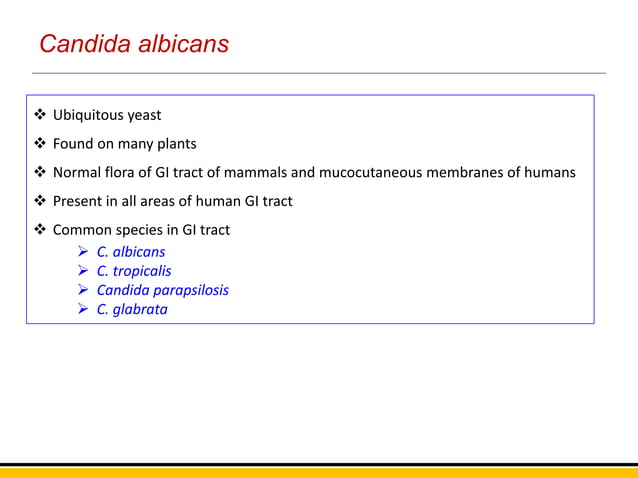 Candida albicans | PPTX
