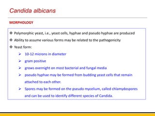 Candida albicans | PPTX