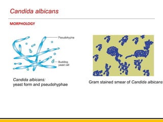 Candida albicans | PPTX