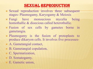 Fungi- Characteristics and Classification | PDF