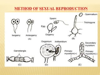Mycology1 converted | PPT