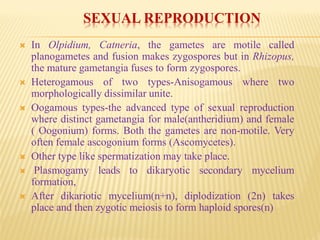 Mycology1 converted | PPT
