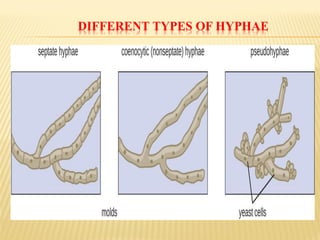 Mycology1 converted | PPT
