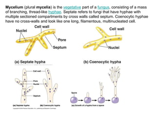 Mycology 1st Year B.Sc. Hons.ppt