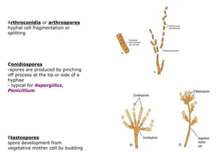 Mycology 1st Year B.Sc. Hons.ppt