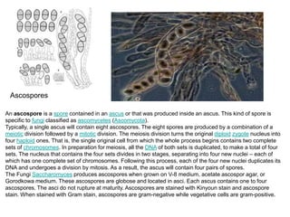 Mycology 1st Year B.Sc. Hons.ppt