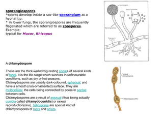 Mycology 1st Year B.Sc. Hons.ppt