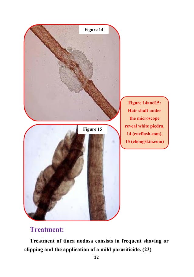 Mycology (2).pdf....by ali....rasool..pdf