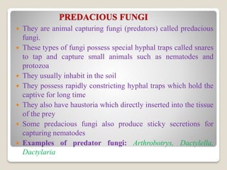 Fungi- Nutrition and Classification | PPT